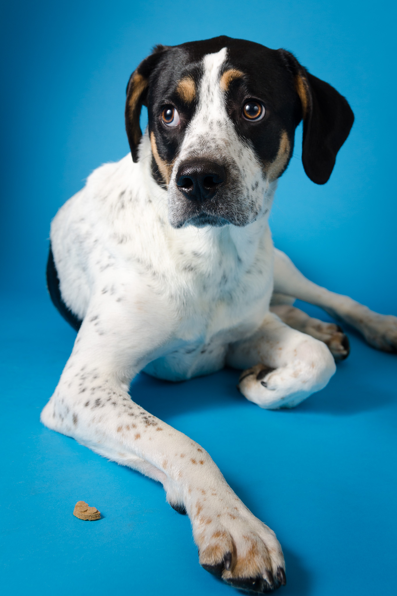Preview from Red Dog, Feb 6th - John Hensel Photography