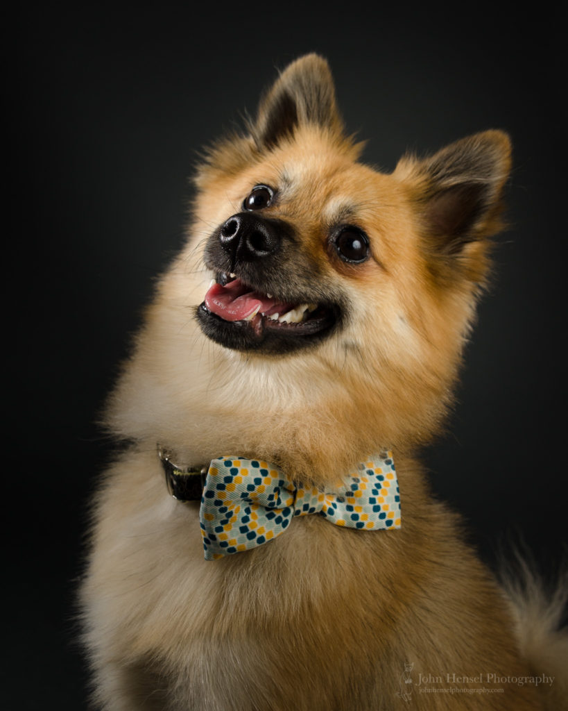 Preview from Polka Dog - John Hensel Photography