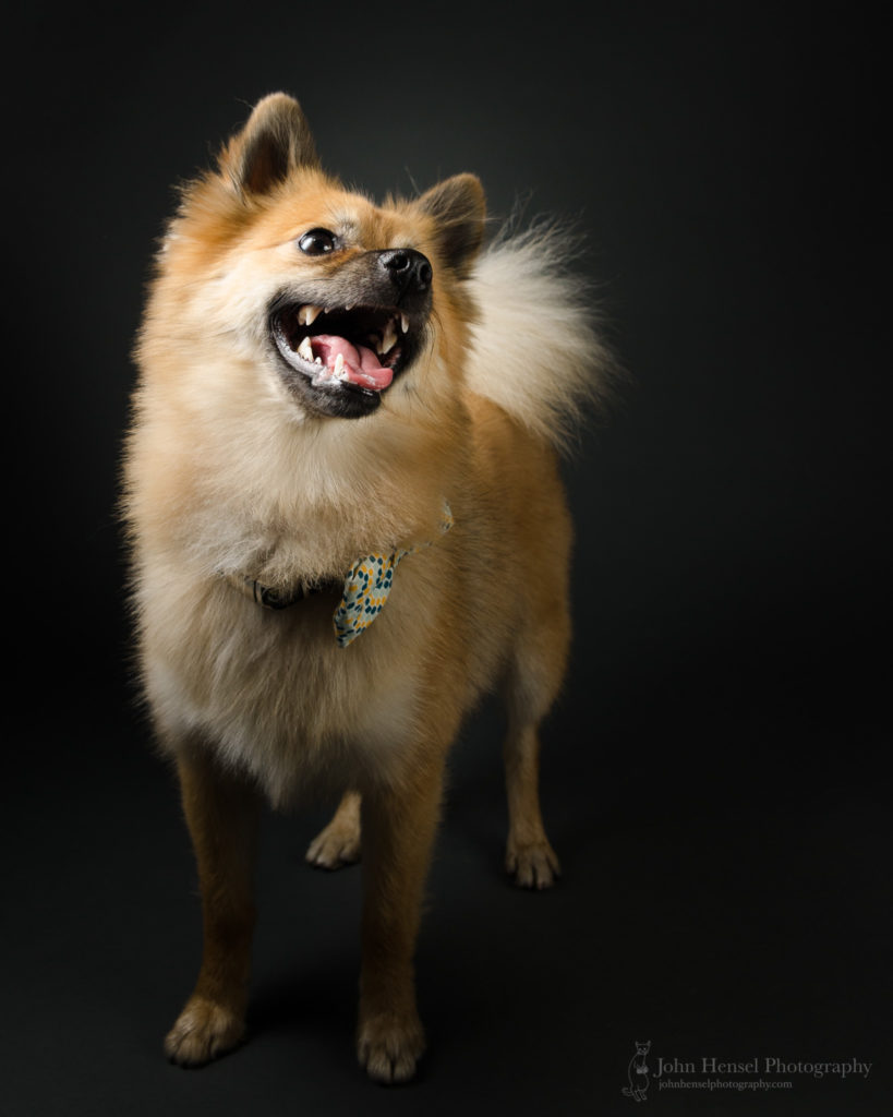 Preview from Polka Dog - John Hensel Photography