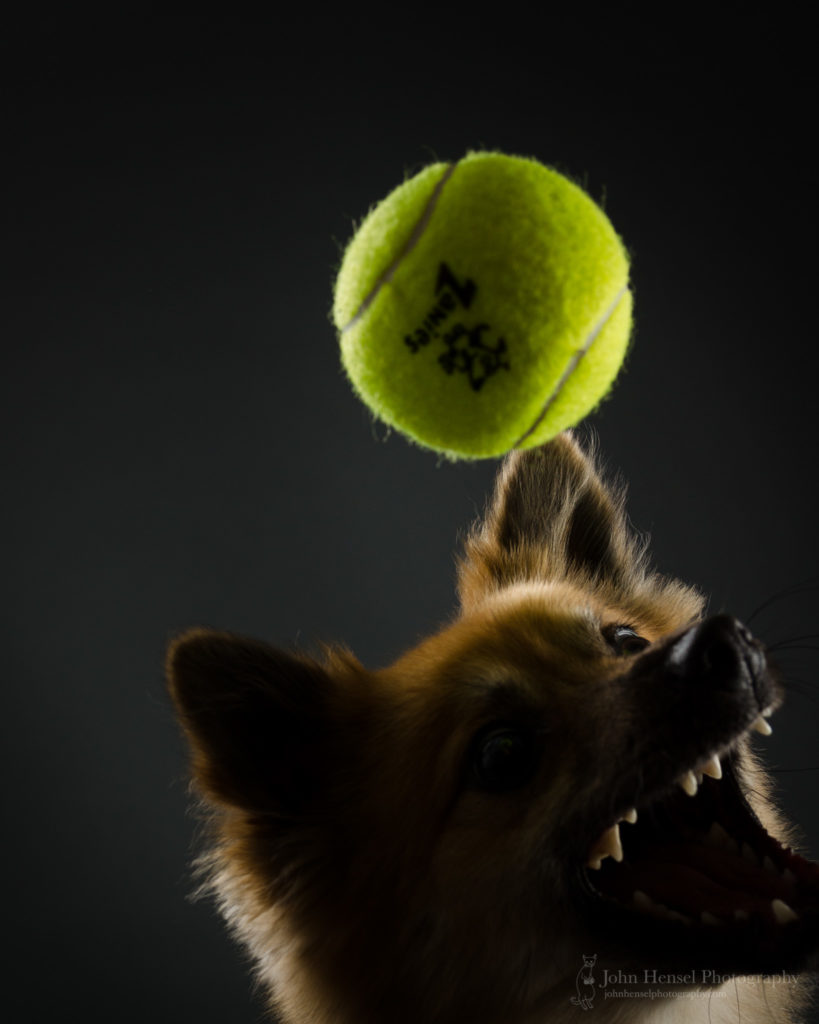 Preview from Polka Dog - John Hensel Photography