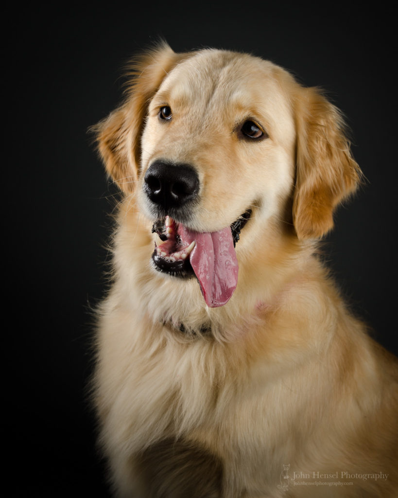 Preview from Polka Dog - John Hensel Photography